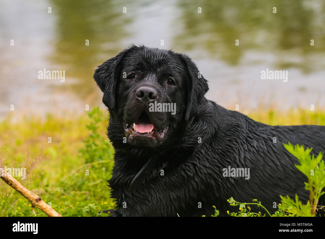 big black dog labrador Stock Photo - Alamy