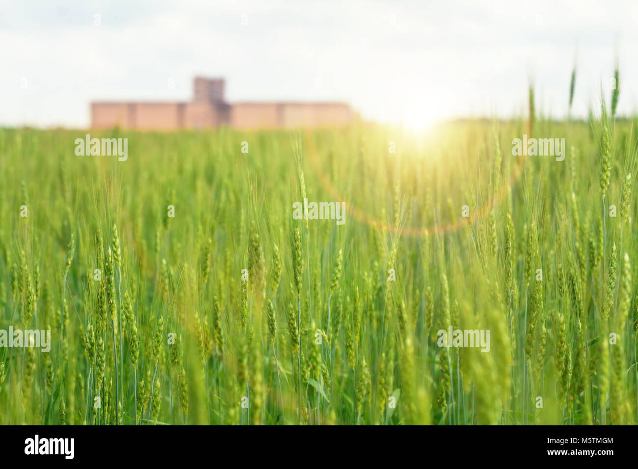 Wheat fields and elevator Stock Photo - Alamy