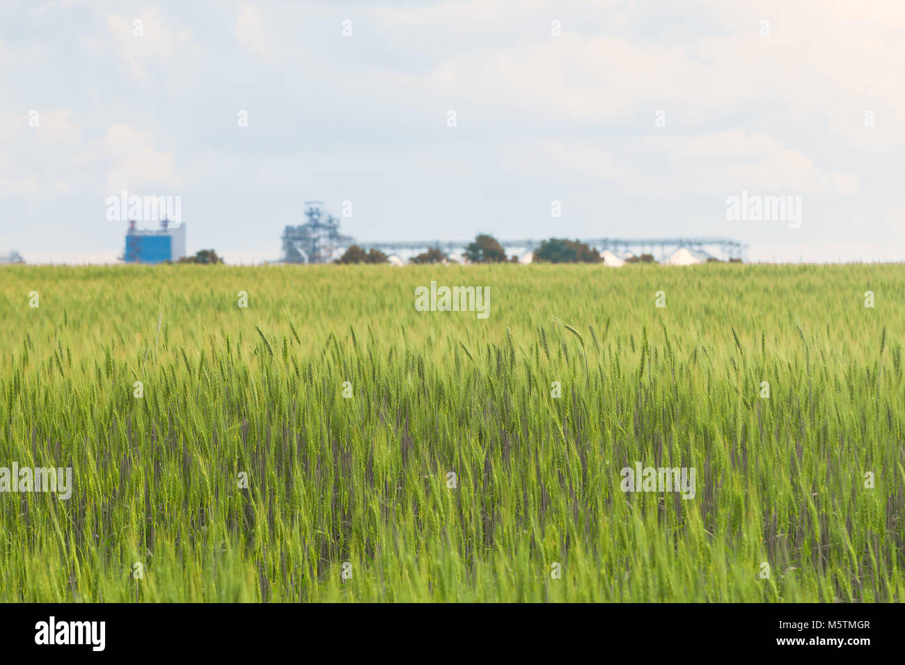 Wheat fields and elevator Stock Photo - Alamy