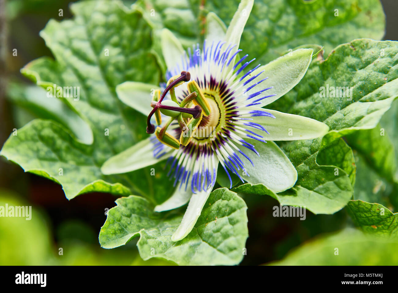 Blue passion flowers (Passiflora caerulea Stock Photo - Alamy