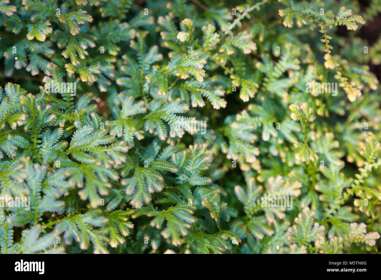 Peacock Fern Aquarium