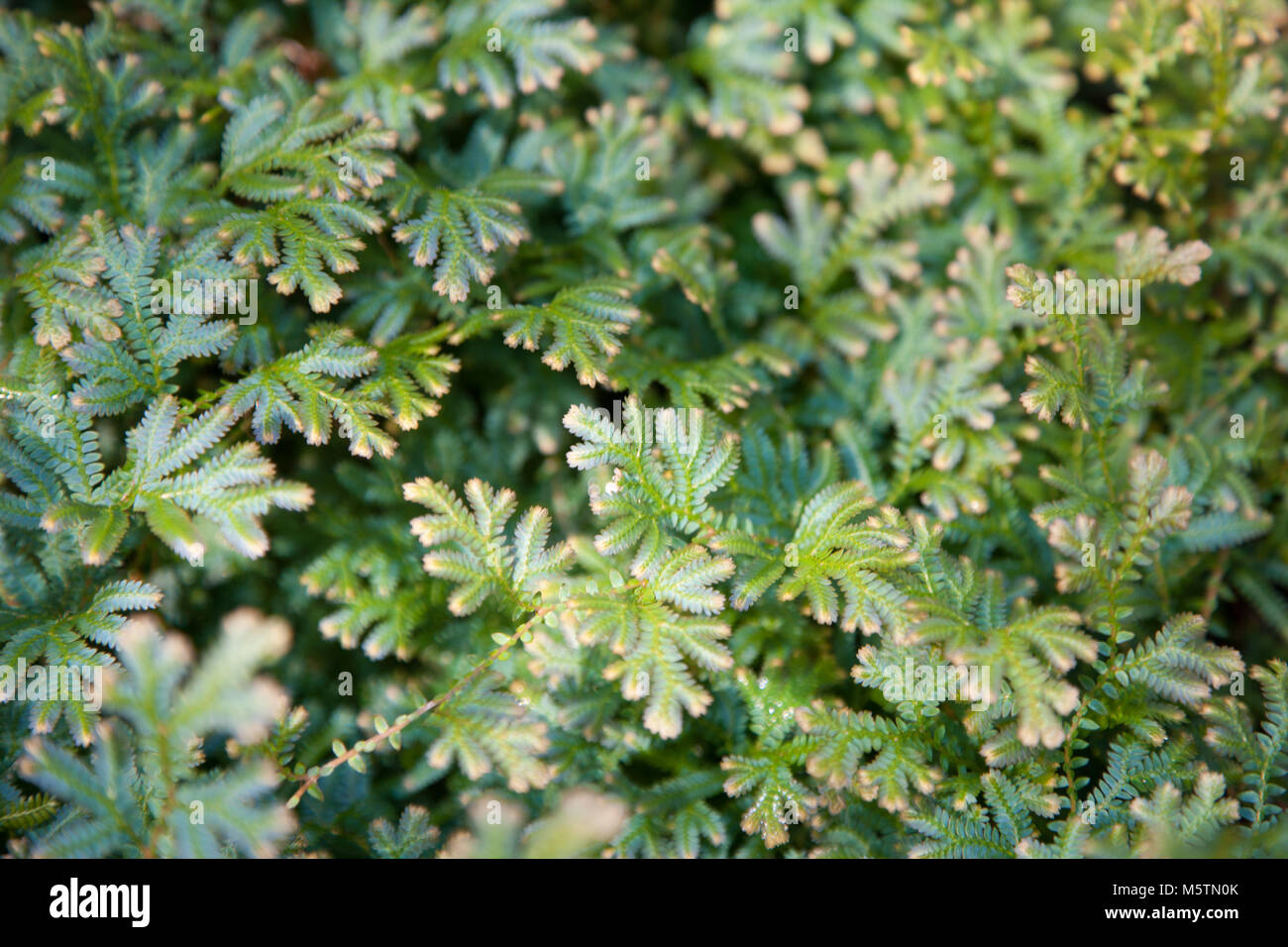 Peacock fern hi-res stock photography and images - Alamy