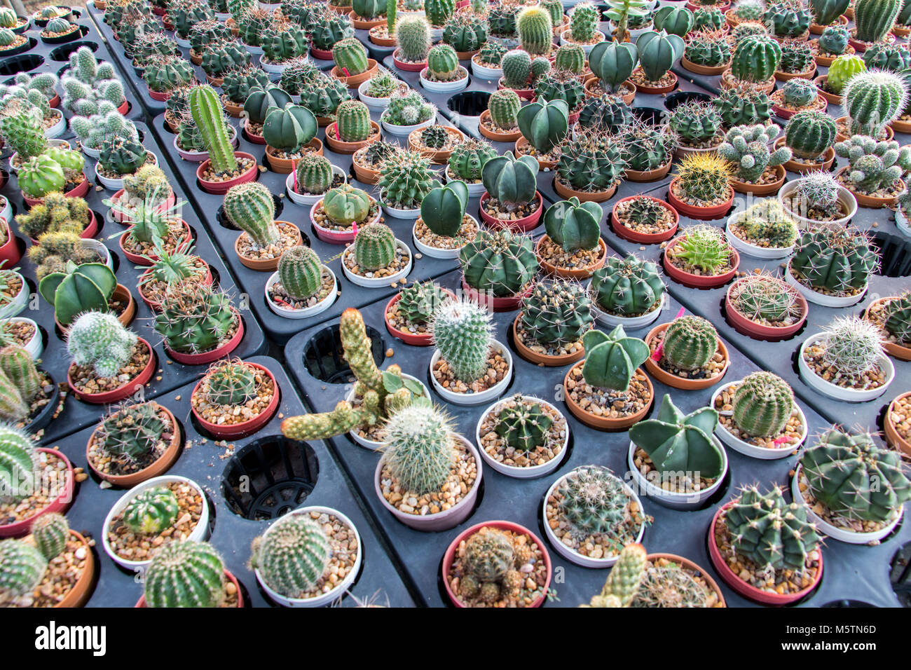 Offer cactus in gardening. Rows of small cacti in pots, top view Stock ...