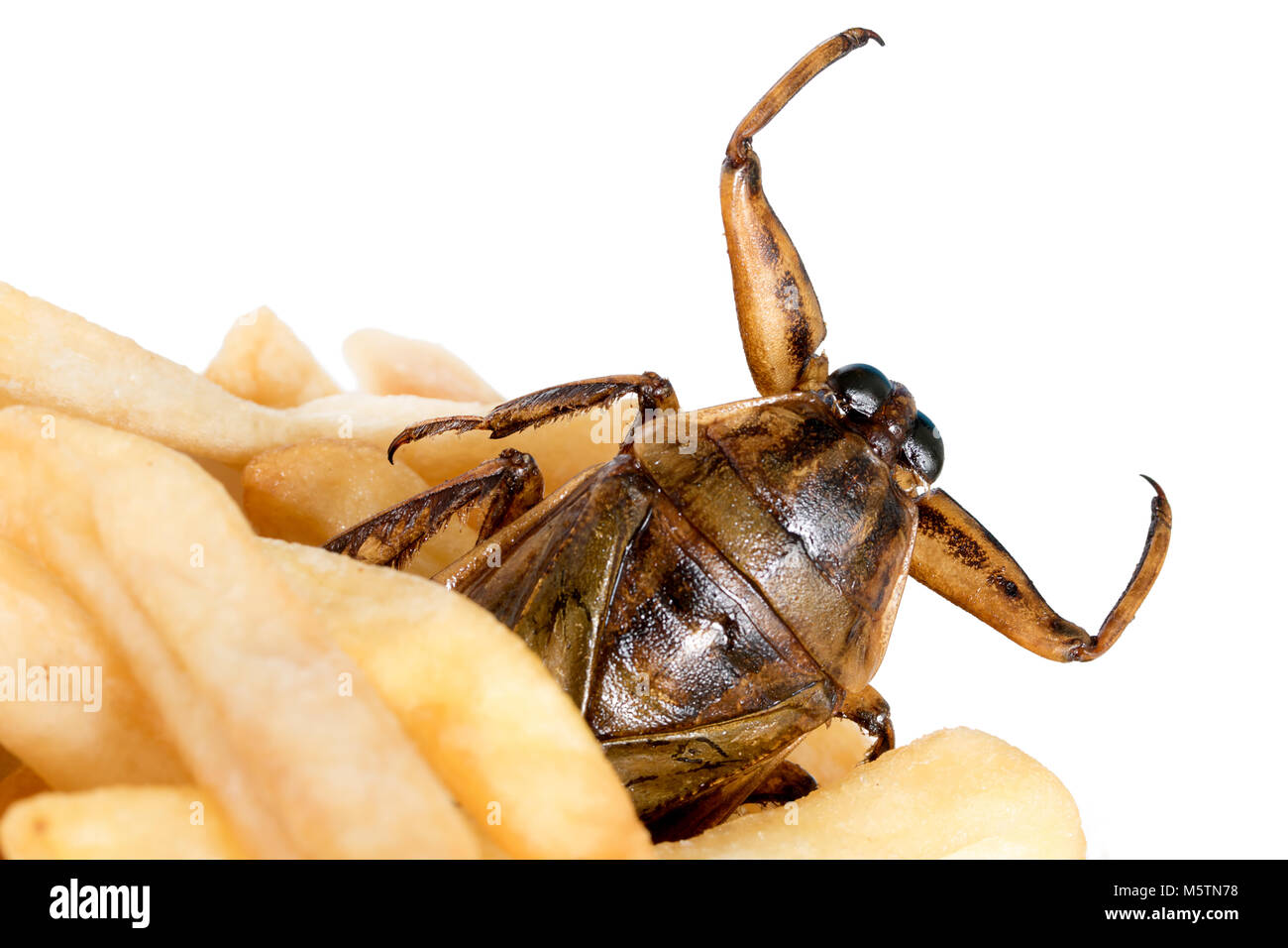 Cockroach food asia hi-res stock photography and images - Alamy