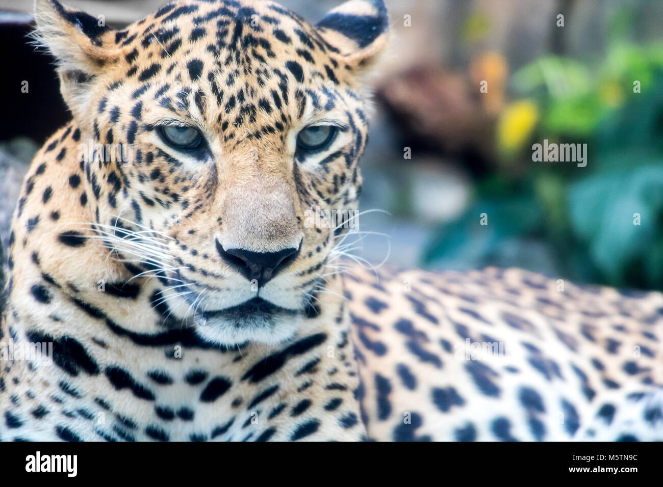 Lying leopard watching the surroundings Stock Photo - Alamy