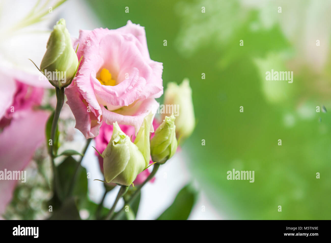 bouquet of eustoma pink flowers on green background Stock Photo - Alamy