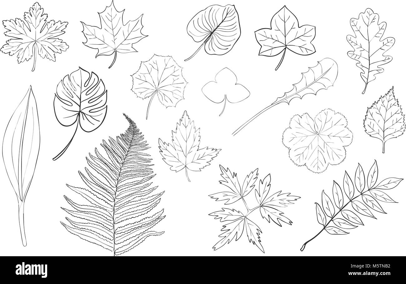 Hand drawn leaves collection, vector Stock Vector Image & Art - Alamy
