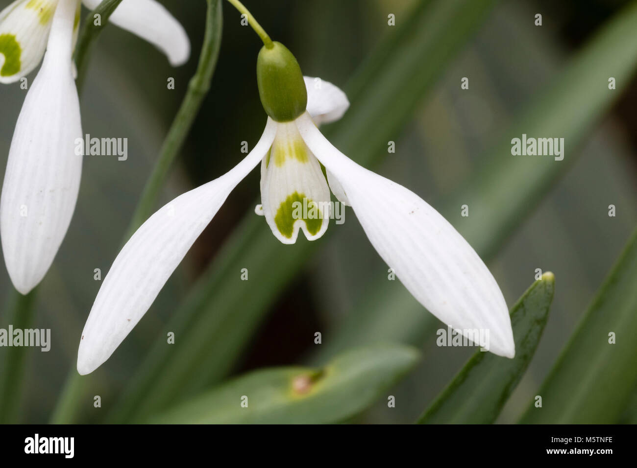 Single flower of the winter flowering snowdrop, Galanthus 'Green Teeth ...