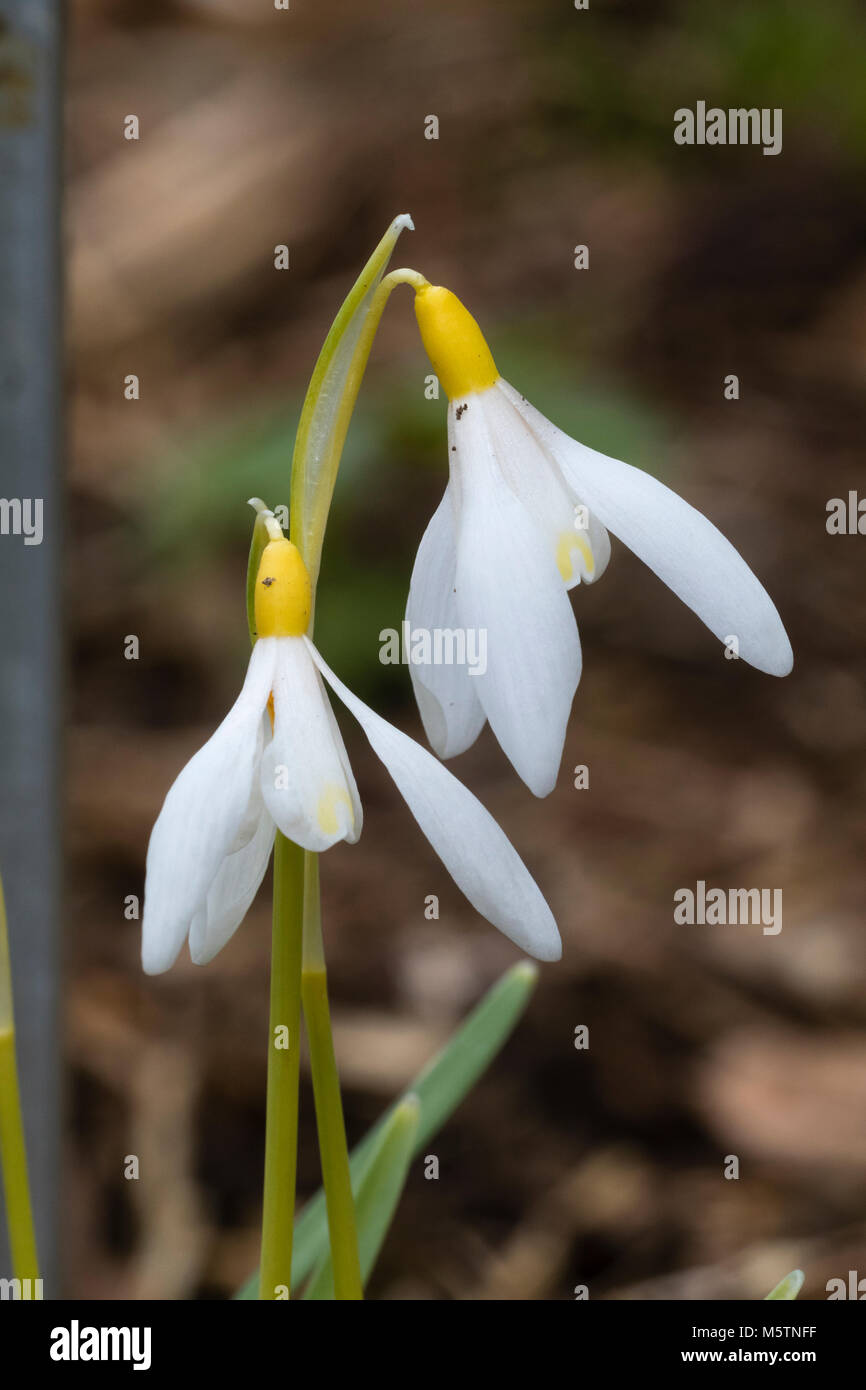 Galanthus nivalis sandersii hi-res stock photography and images - Alamy