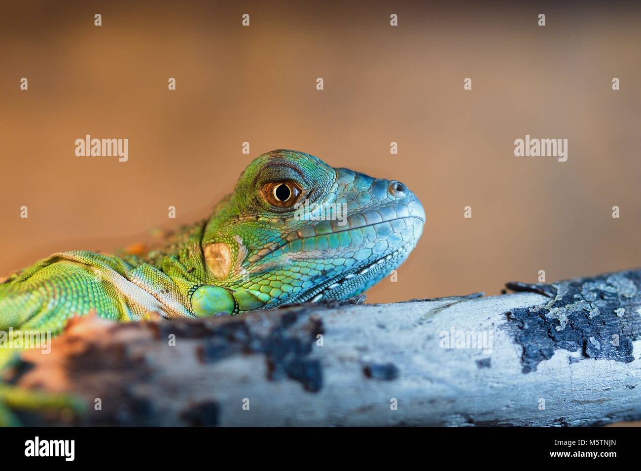 Head and eye of green and blue lizard watching surroundings while ...