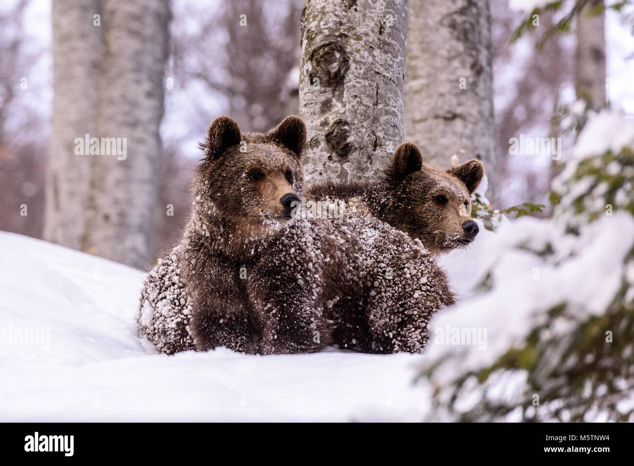 Romania bear hi-res stock photography and images - Alamy