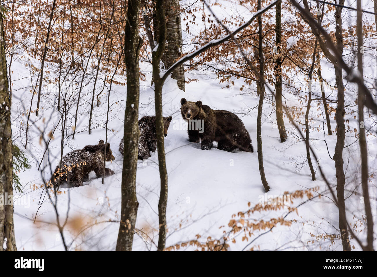 Wild brown bear in winter forest hi-res stock photography and images ...