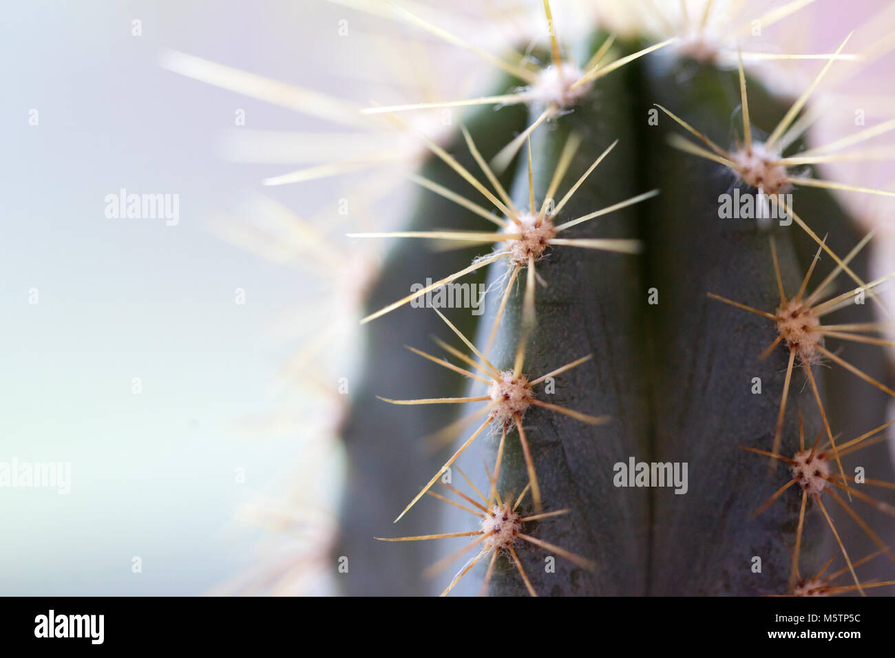 Cactus Background. Cactus. Macro cactus thorns Stock Photo - Alamy