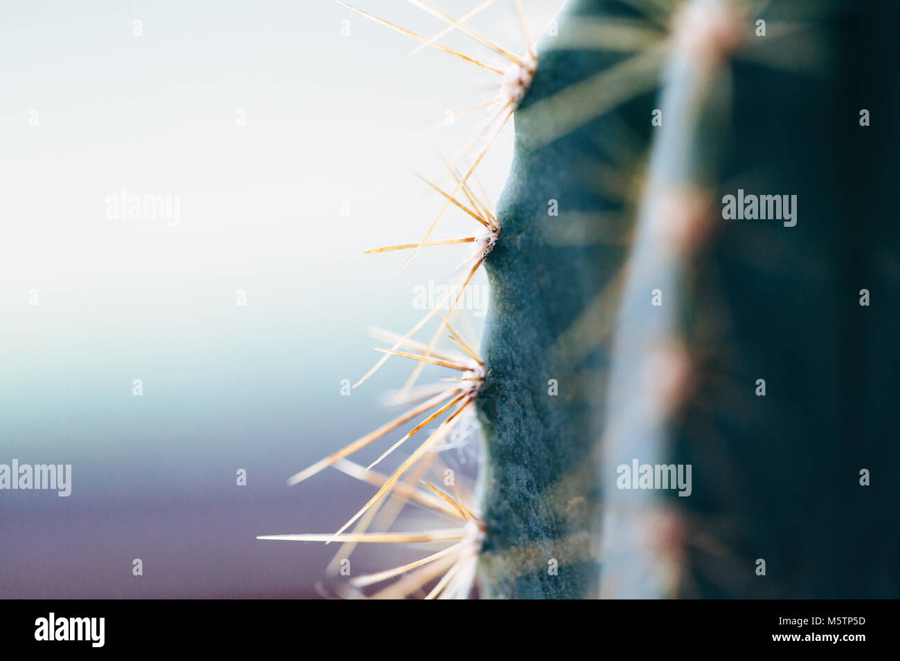 Cactus thorns. Macro cactus thorns Stock Photo - Alamy