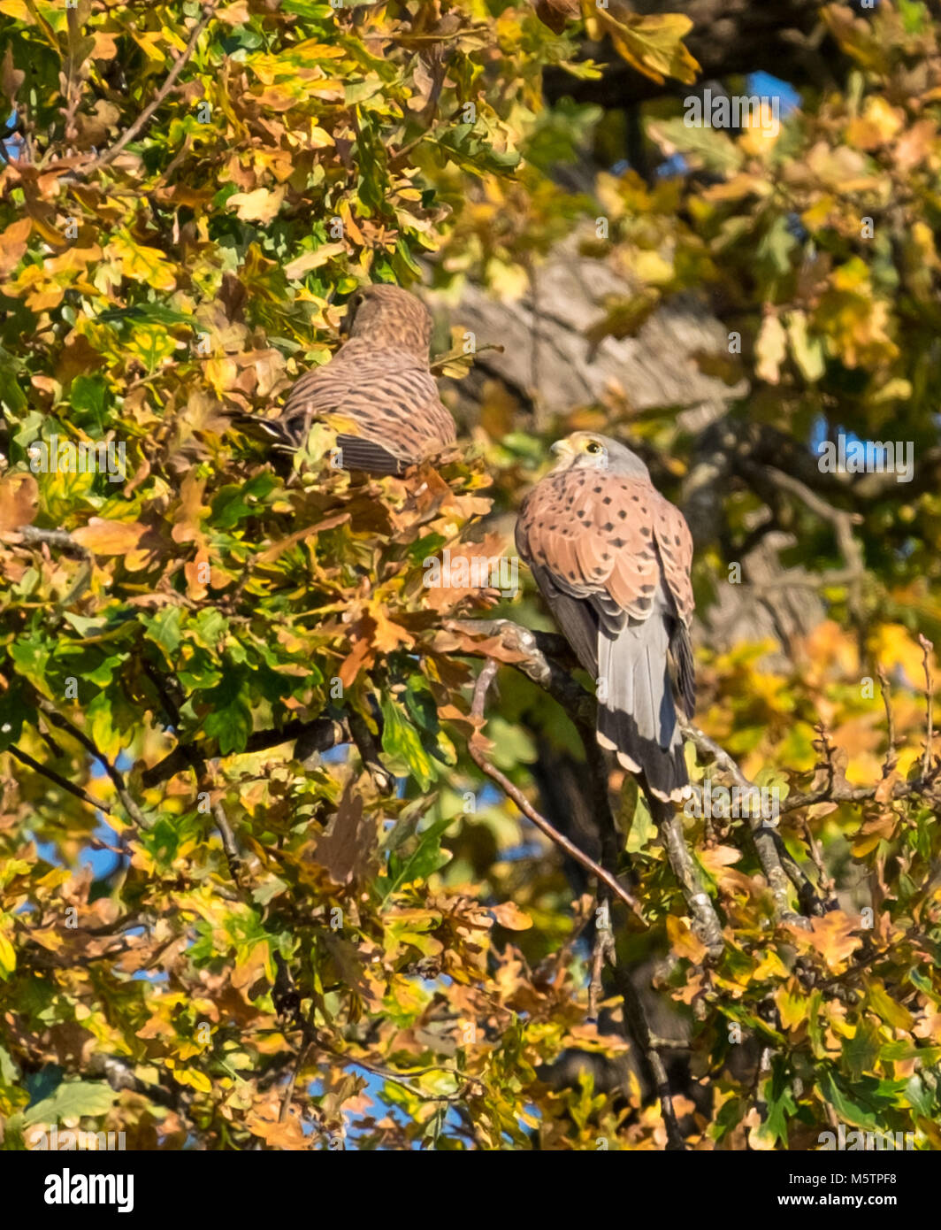 kestrel huddle in the oak tree on a freezing cold winter day Stock ...