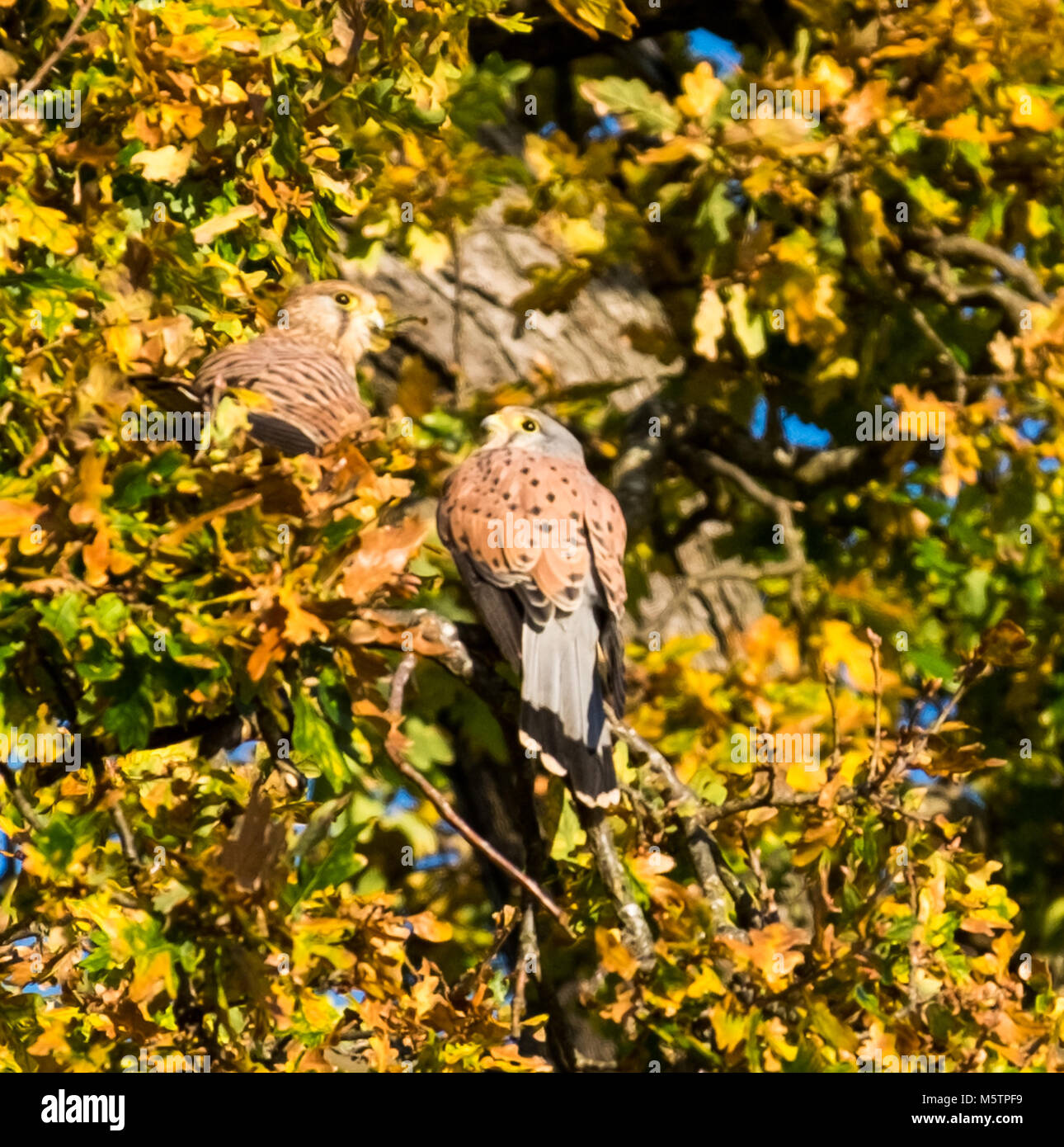 kestrel huddle in the oak tree on a freezing cold winter day Stock ...