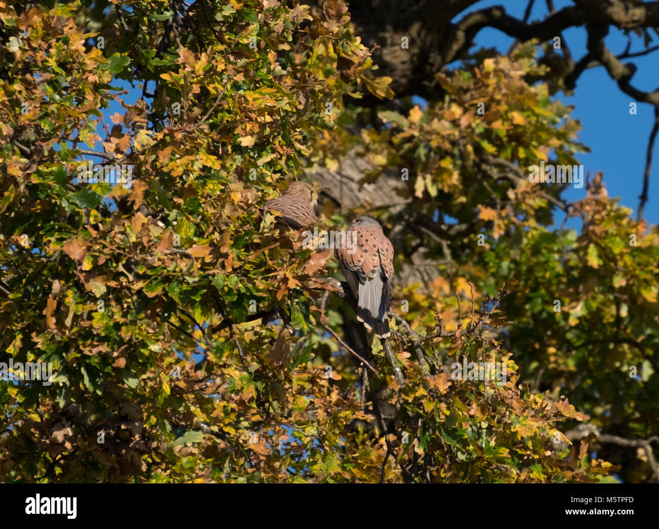 kestrel huddle in the oak tree on a freezing cold winter day Stock ...