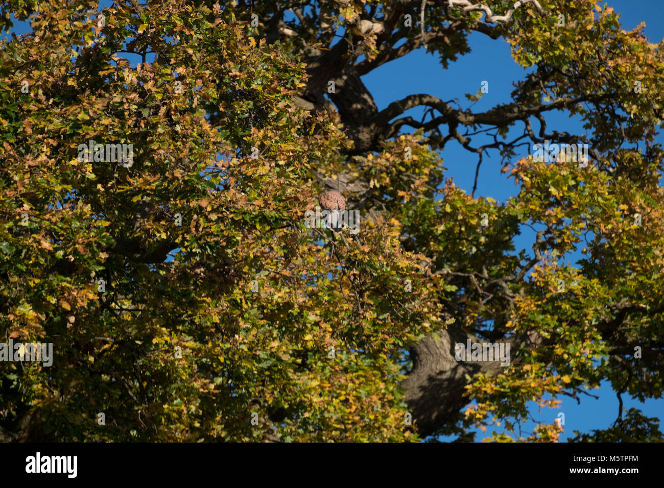 kestrel huddle in the oak tree on a freezing cold winter day Stock ...