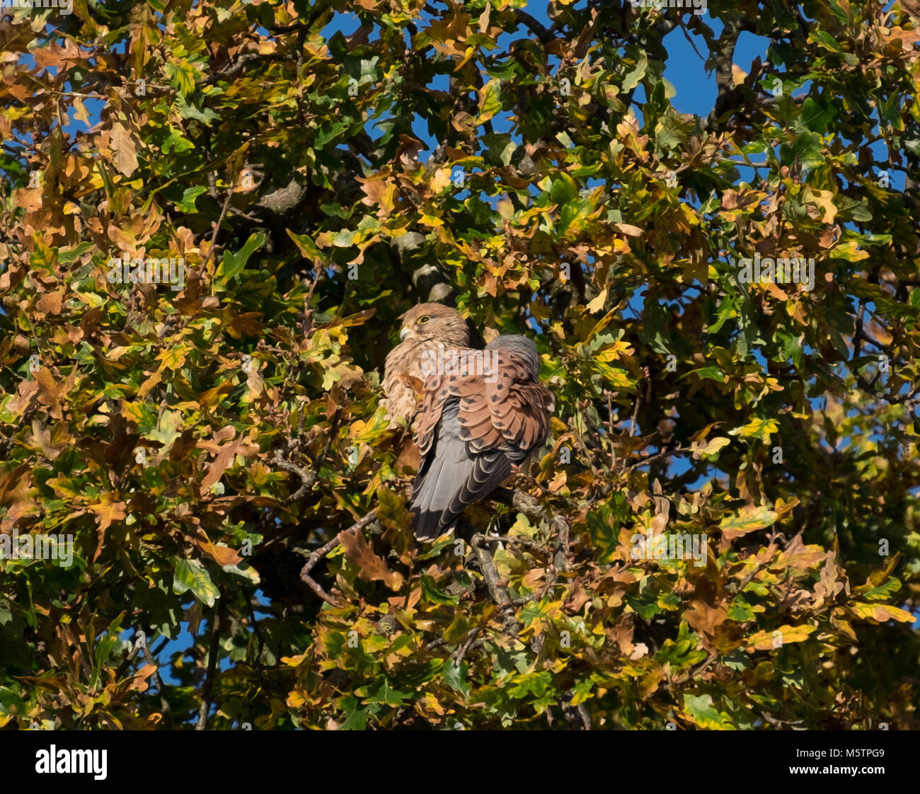 kestrel huddle in the oak tree on a freezing cold winter day Stock ...