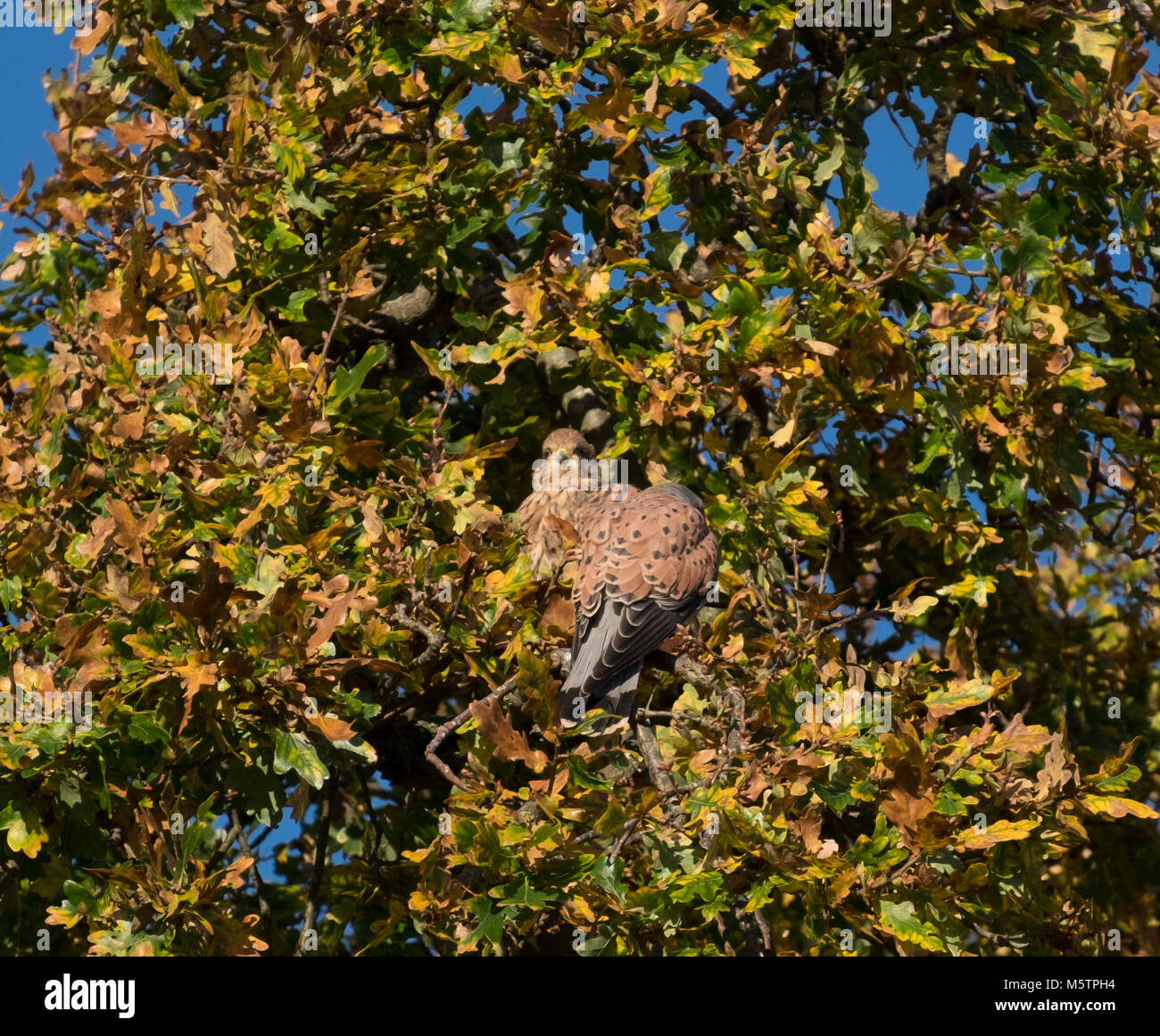 kestrel huddle in the oak tree on a freezing cold winter day Stock ...