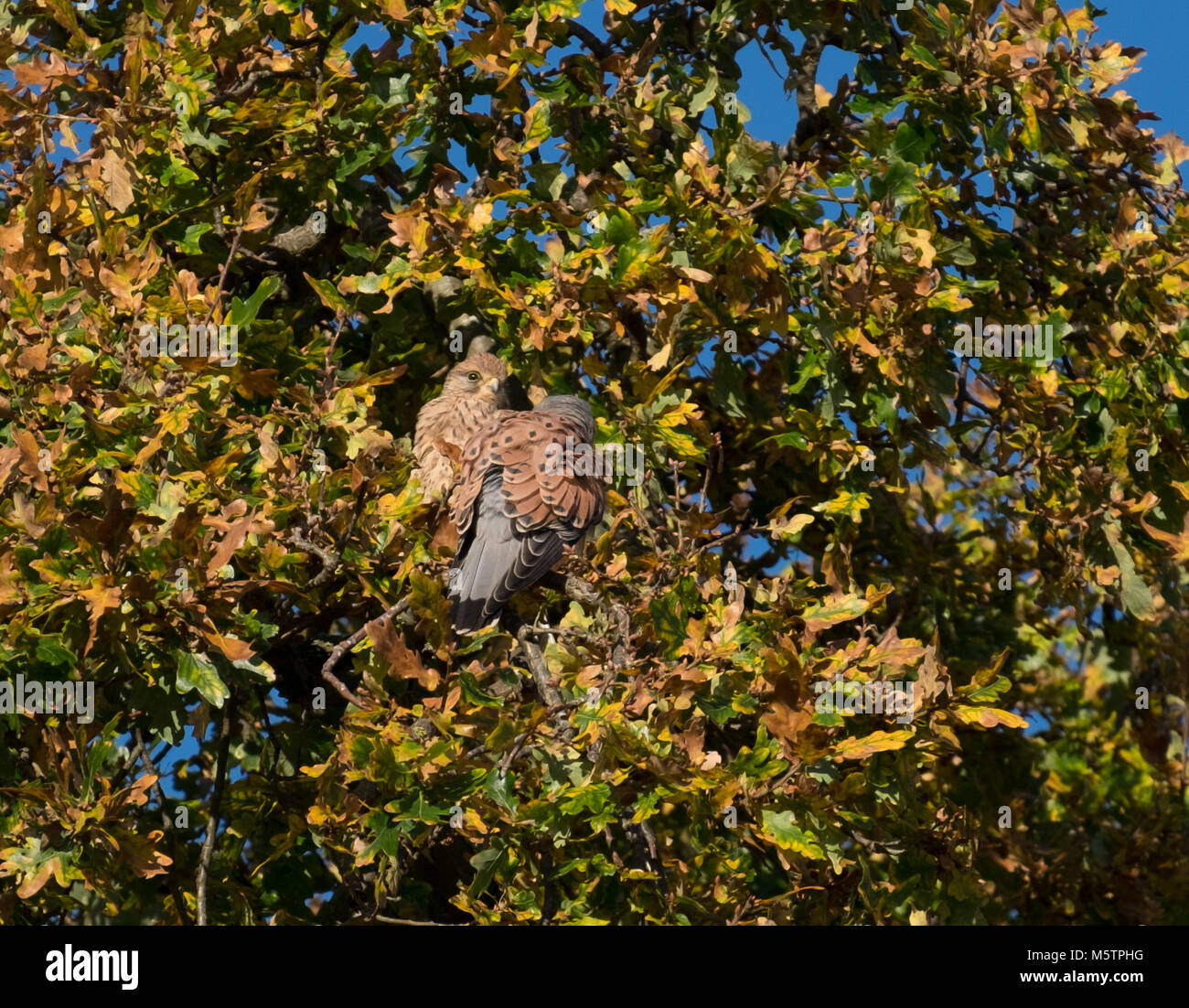 kestrel huddle in the oak tree on a freezing cold winter day Stock ...