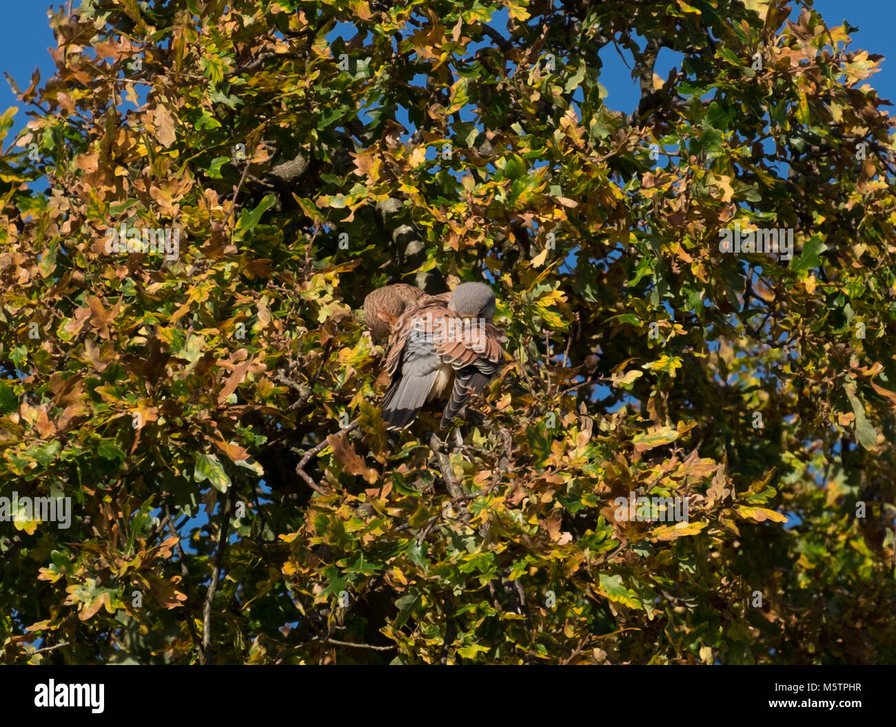 kestrel huddle in the oak tree on a freezing cold winter day Stock ...