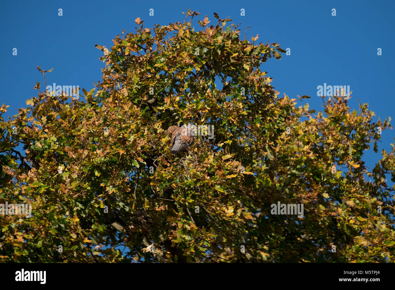 kestrel huddle in the oak tree on a freezing cold winter day Stock ...