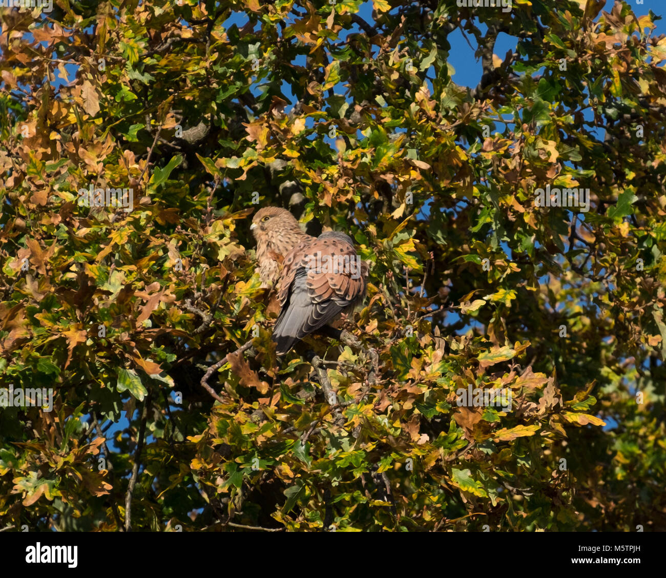 kestrel huddle in the oak tree on a freezing cold winter day Stock ...
