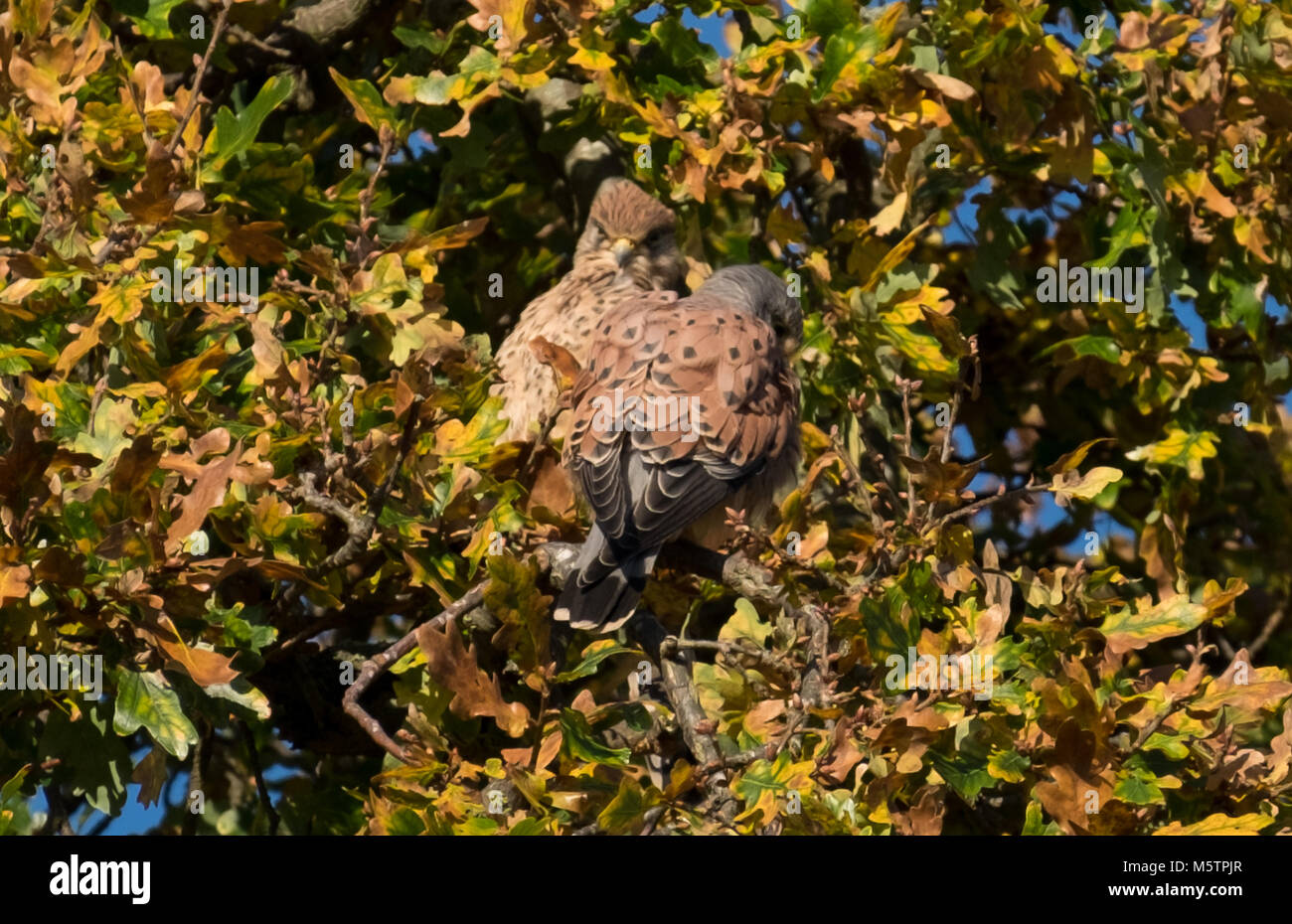 kestrel huddle in the oak tree on a freezing cold winter day Stock ...