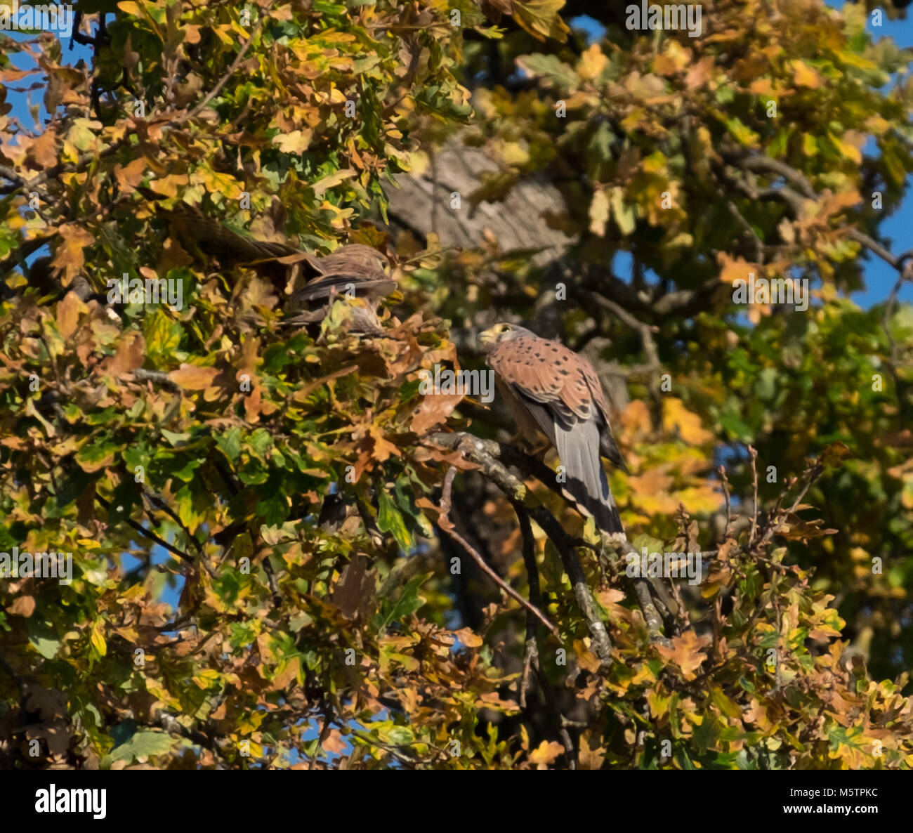 kestrel huddle in the oak tree on a freezing cold winter day Stock ...