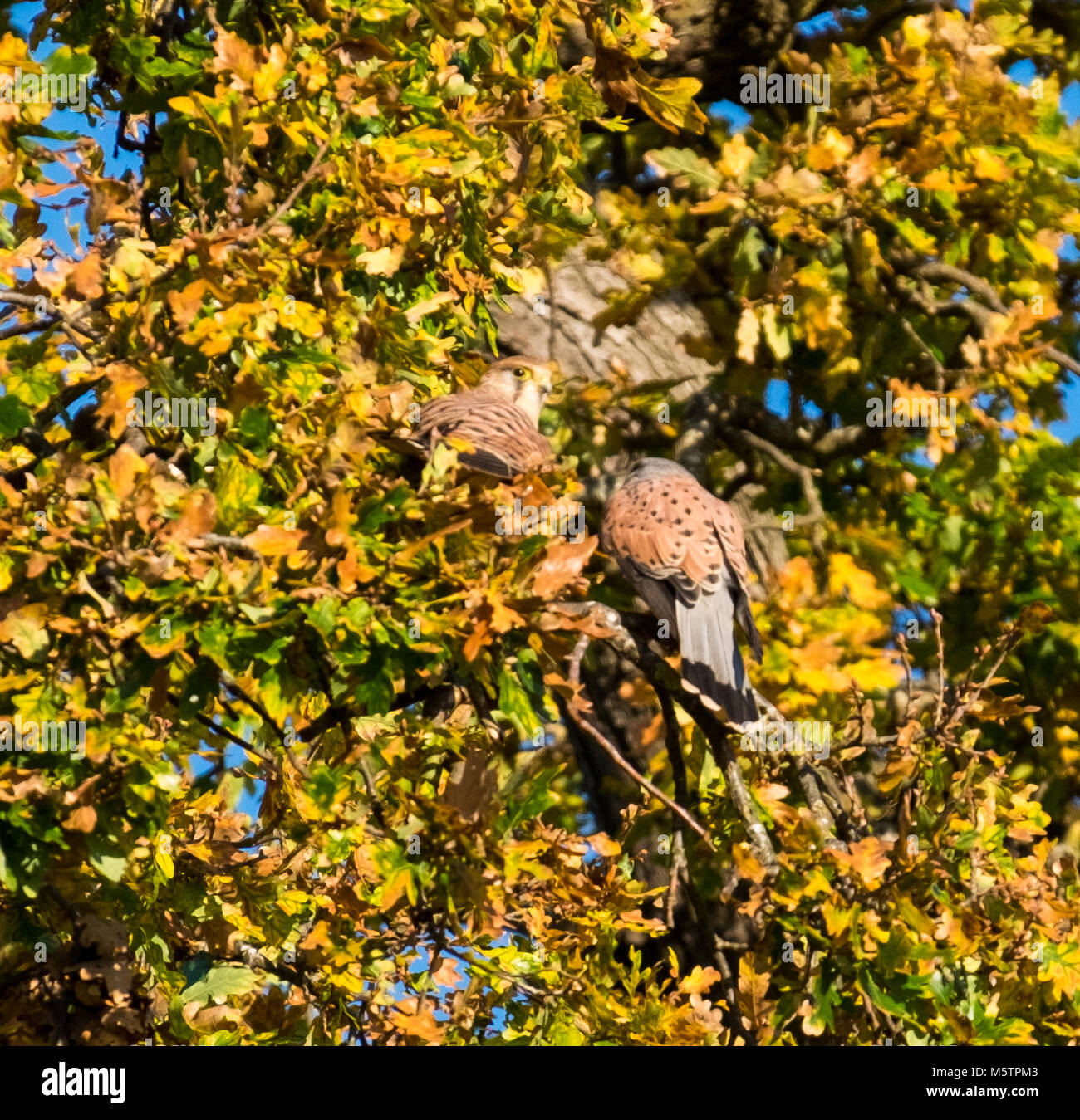kestrel huddle in the oak tree on a freezing cold winter day Stock ...