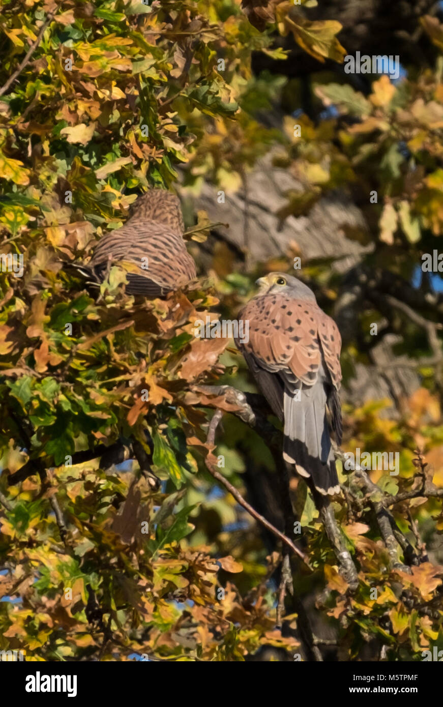 kestrel huddle in the oak tree on a freezing cold winter day Stock ...