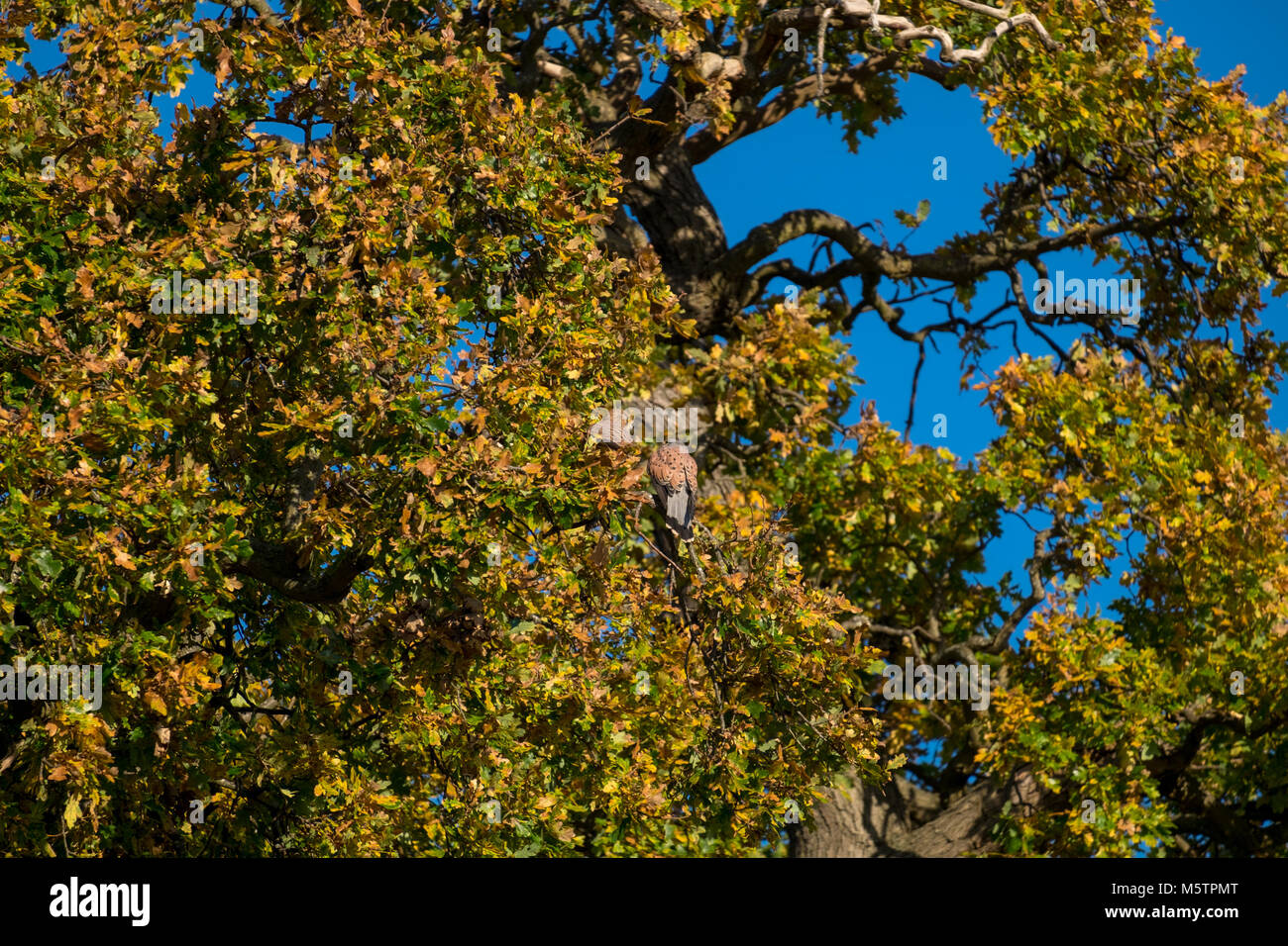 kestrel huddle in the oak tree on a freezing cold winter day Stock ...