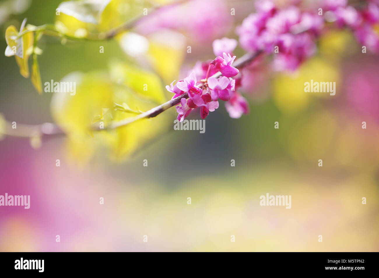 Redbud Tree, close-up Stock Photo - Alamy