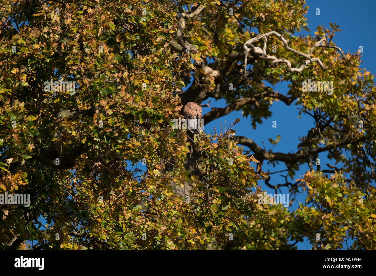 kestrel huddle in the oak tree on a freezing cold winter day Stock ...