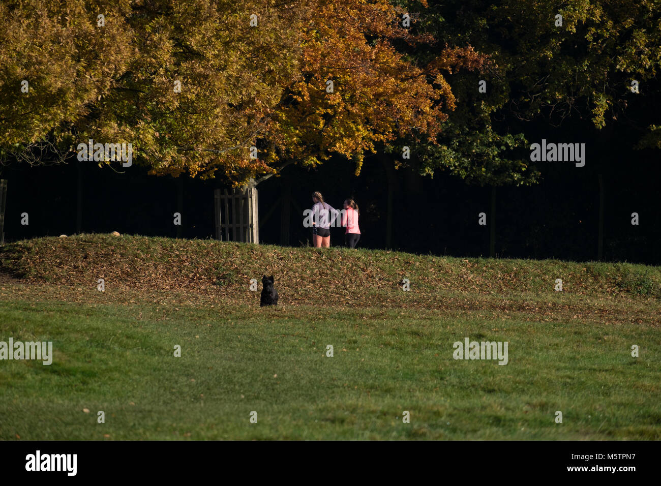 kestrel huddle in the oak tree on a freezing cold winter day Stock ...