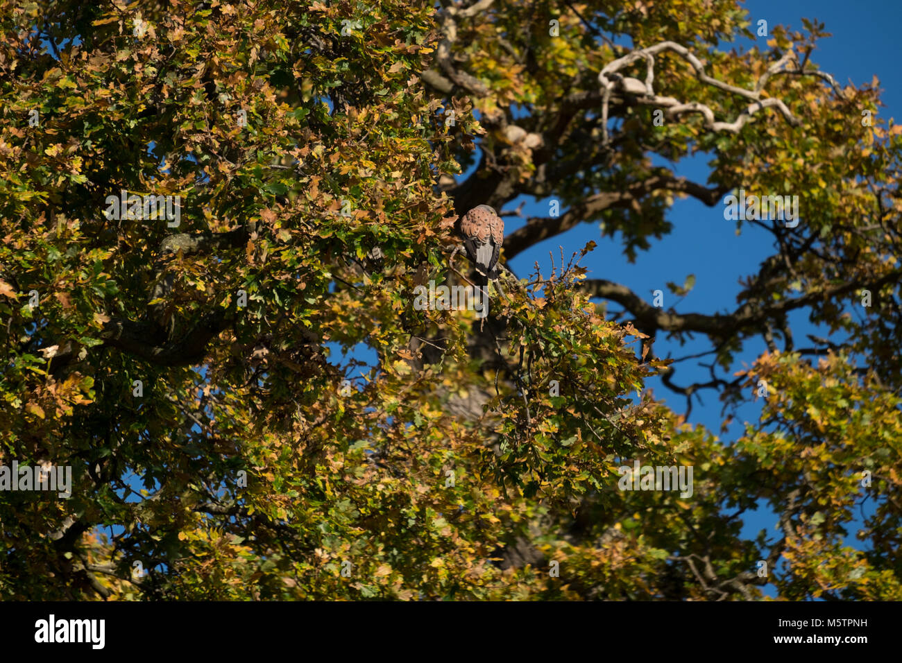 kestrel huddle in the oak tree on a freezing cold winter day Stock ...