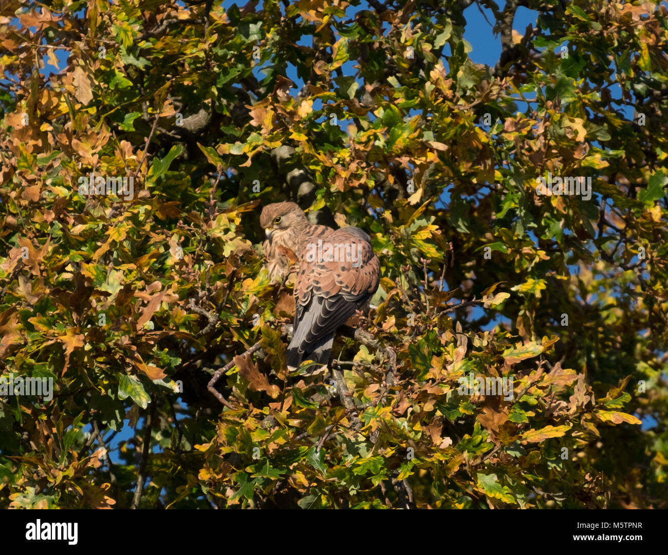 kestrel huddle in the oak tree on a freezing cold winter day Stock ...