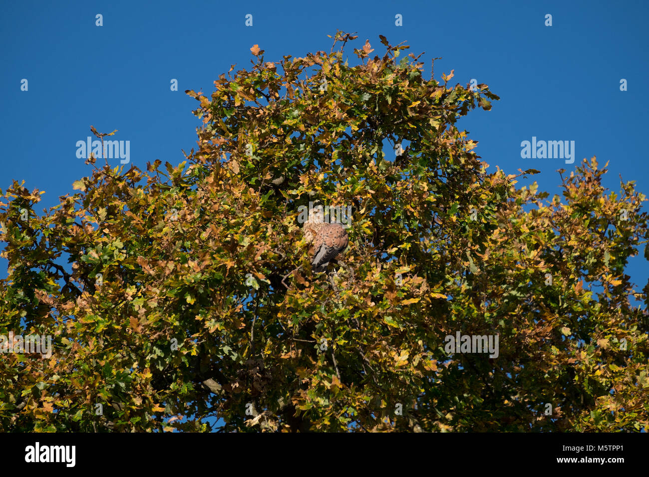 kestrel huddle in the oak tree on a freezing cold winter day Stock ...