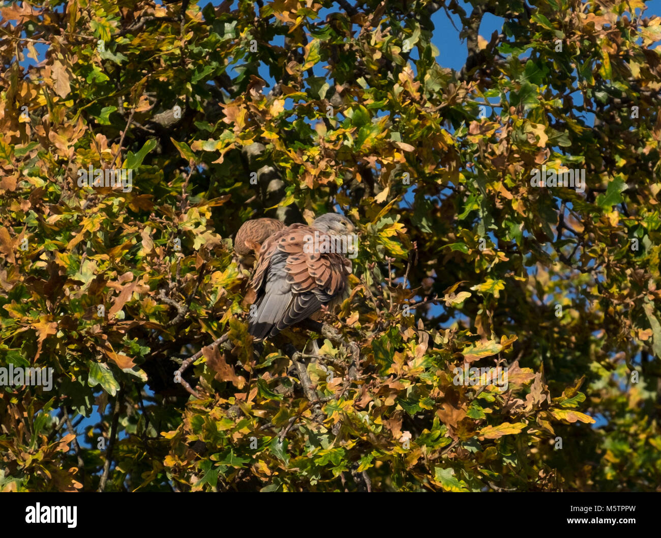 kestrel huddle in the oak tree on a freezing cold winter day Stock ...