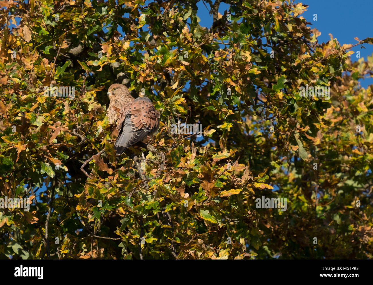 kestrel huddle in the oak tree on a freezing cold winter day Stock ...