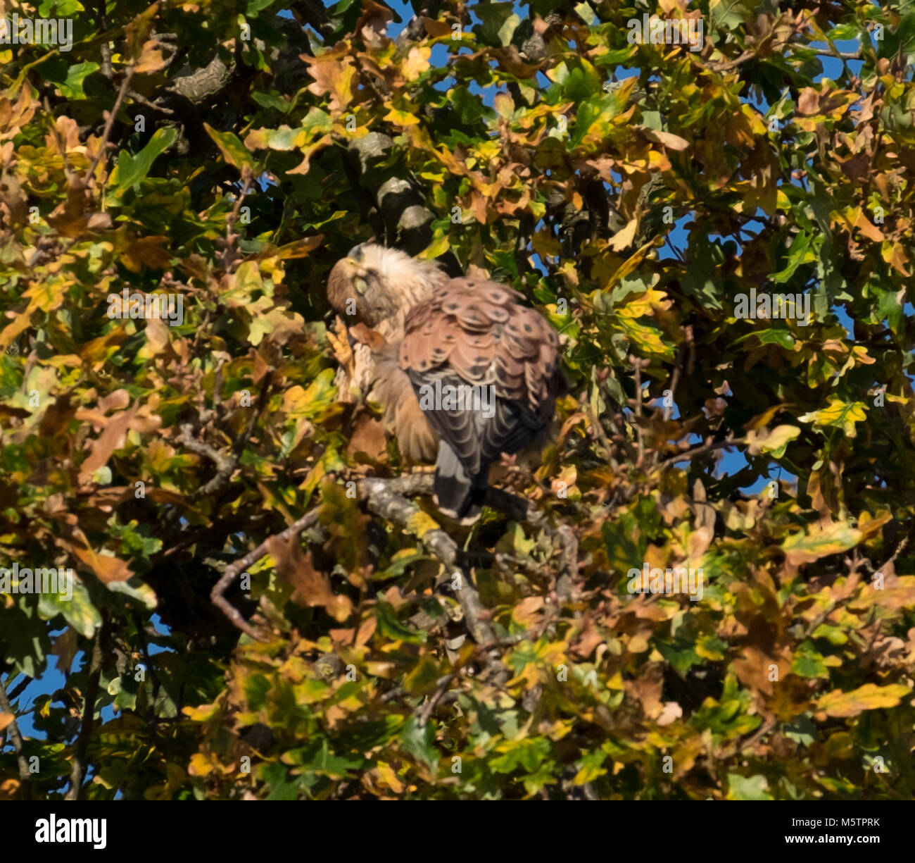kestrel huddle in the oak tree on a freezing cold winter day Stock ...