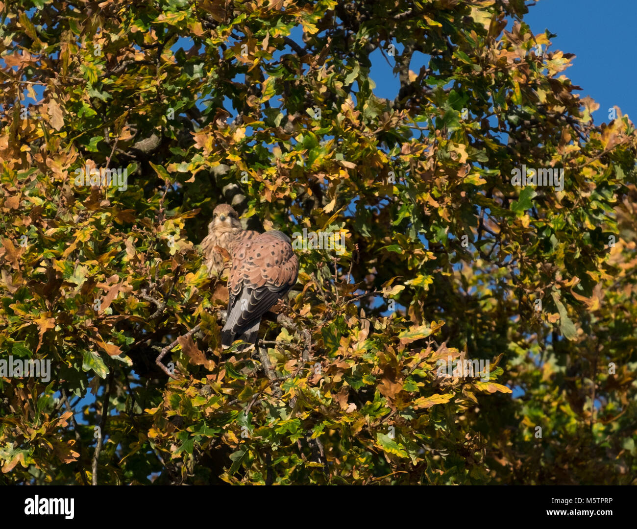 kestrel huddle in the oak tree on a freezing cold winter day Stock ...