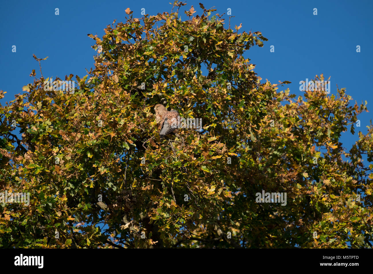 kestrel huddle in the oak tree on a freezing cold winter day Stock ...