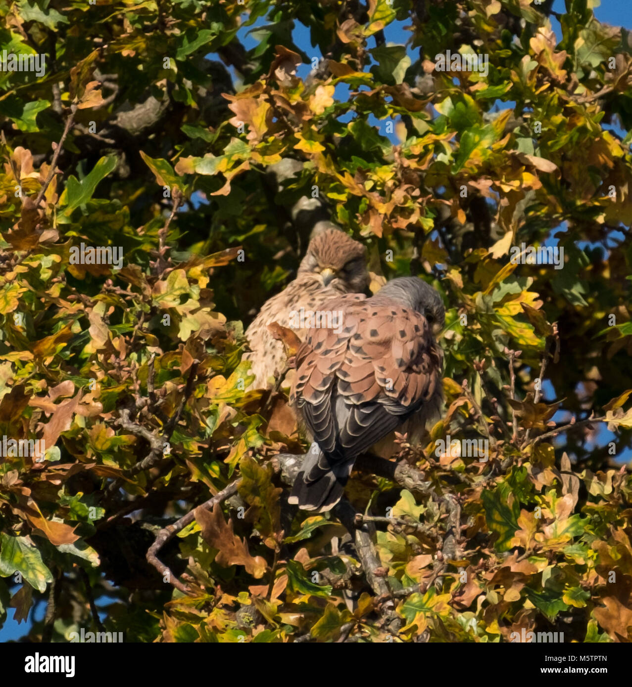 kestrel huddle in the oak tree on a freezing cold winter day Stock ...