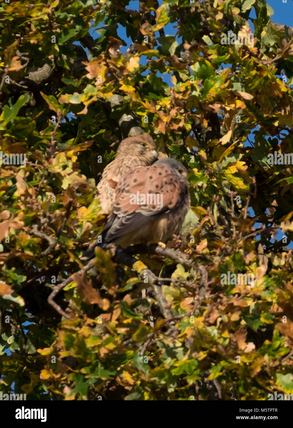 kestrel huddle in the oak tree on a freezing cold winter day Stock ...