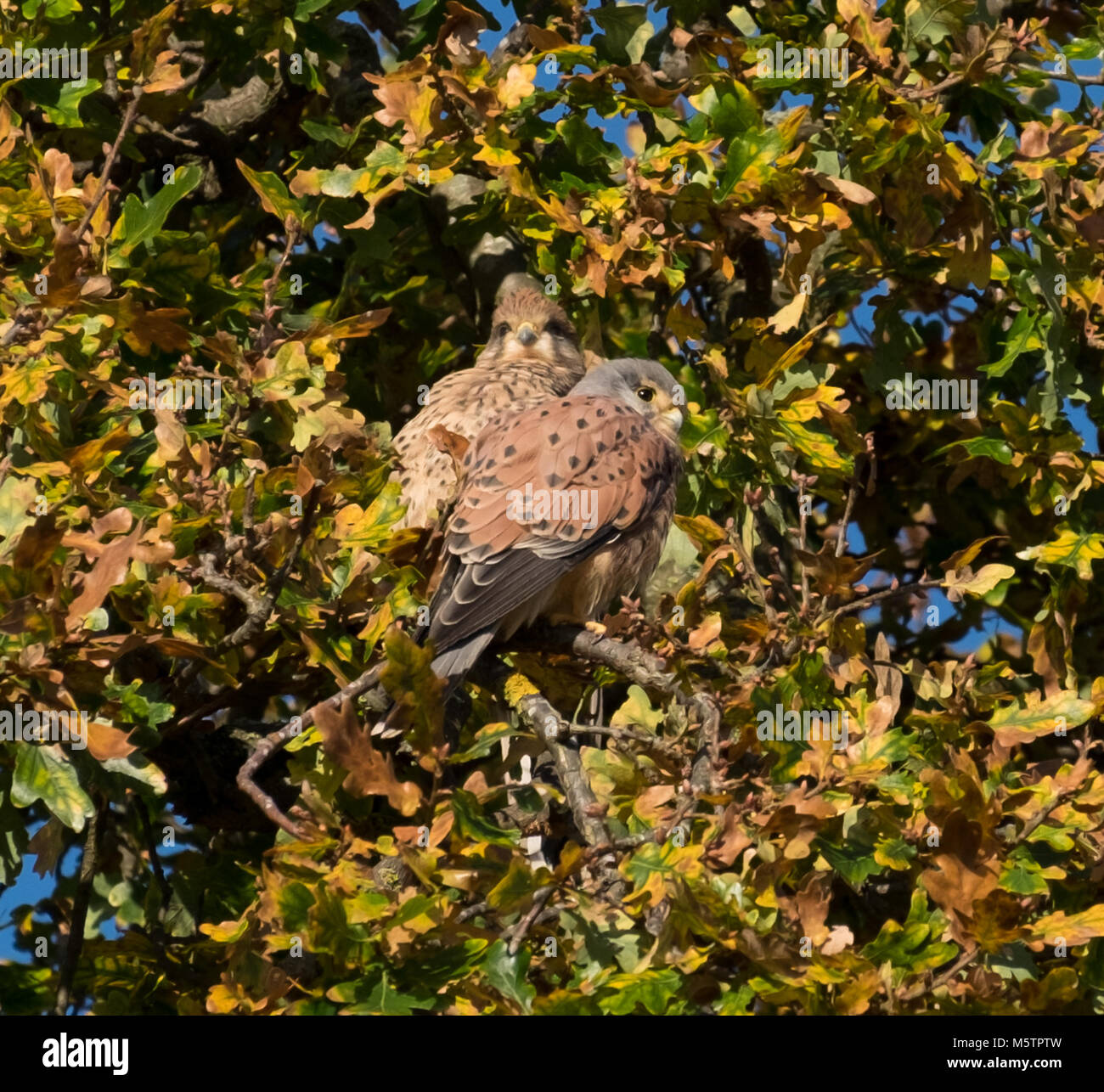 kestrel huddle in the oak tree on a freezing cold winter day Stock ...