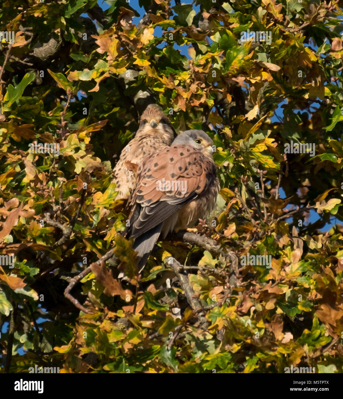 kestrel huddle in the oak tree on a freezing cold winter day Stock ...