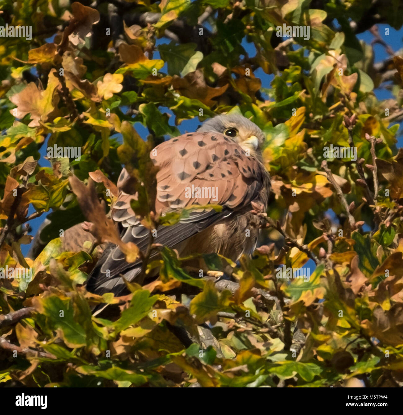 kestrel huddle in the oak tree on a freezing cold winter day Stock ...