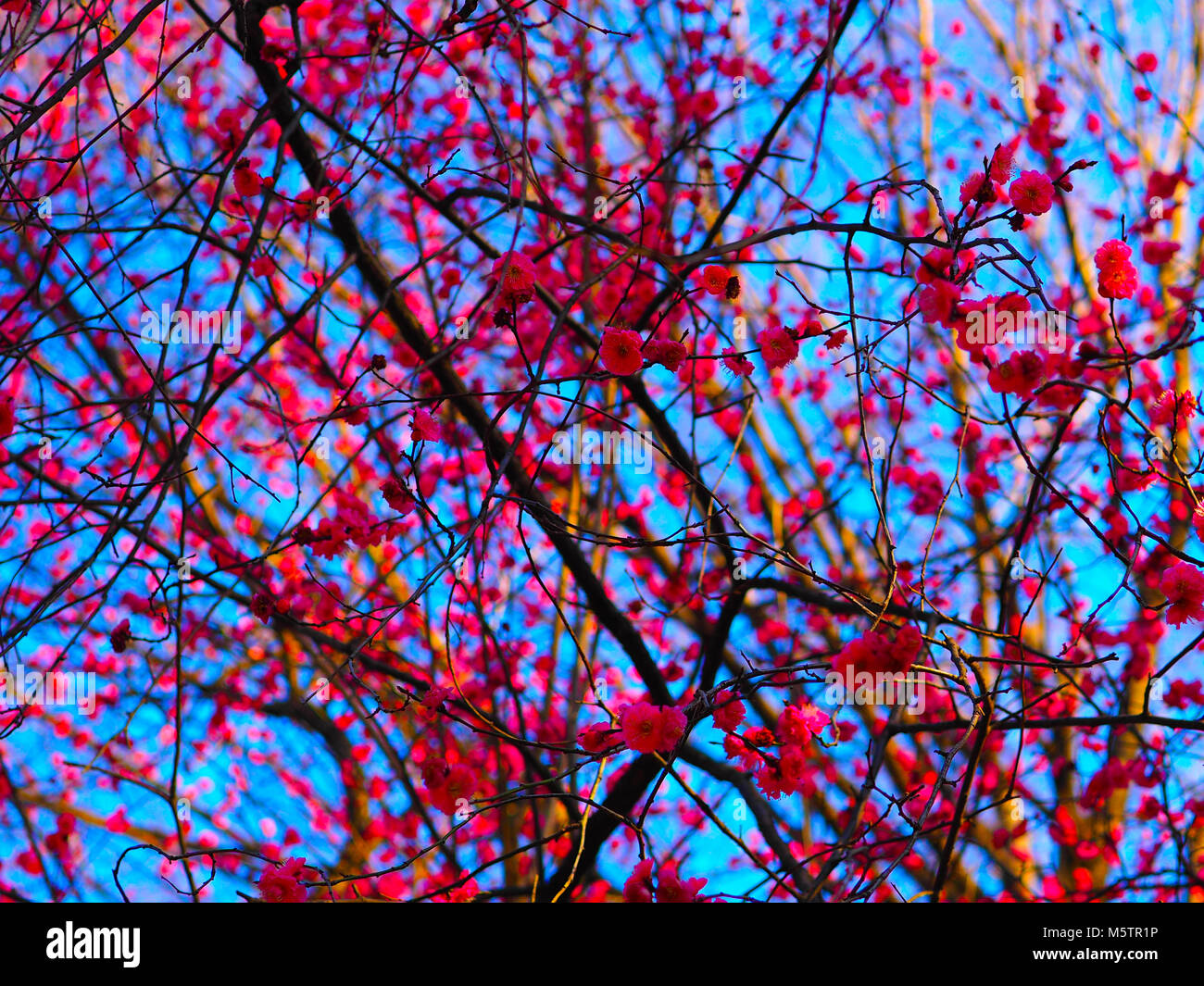 First of the spring blossoms in Japan. Thousands of new red spring ...